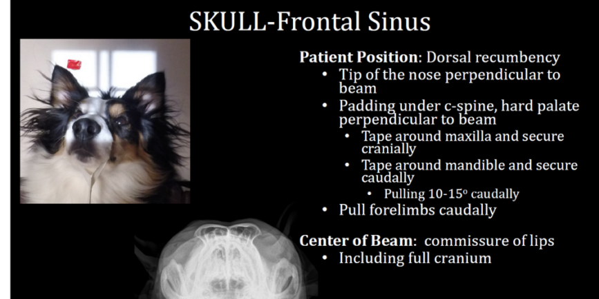Small Animal Soft Tissue Radiographic Positioning Guide ebook | Vue ...