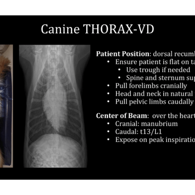 Exotic Animal Radiographic Positioning Guide ebook – VUE IMAGING